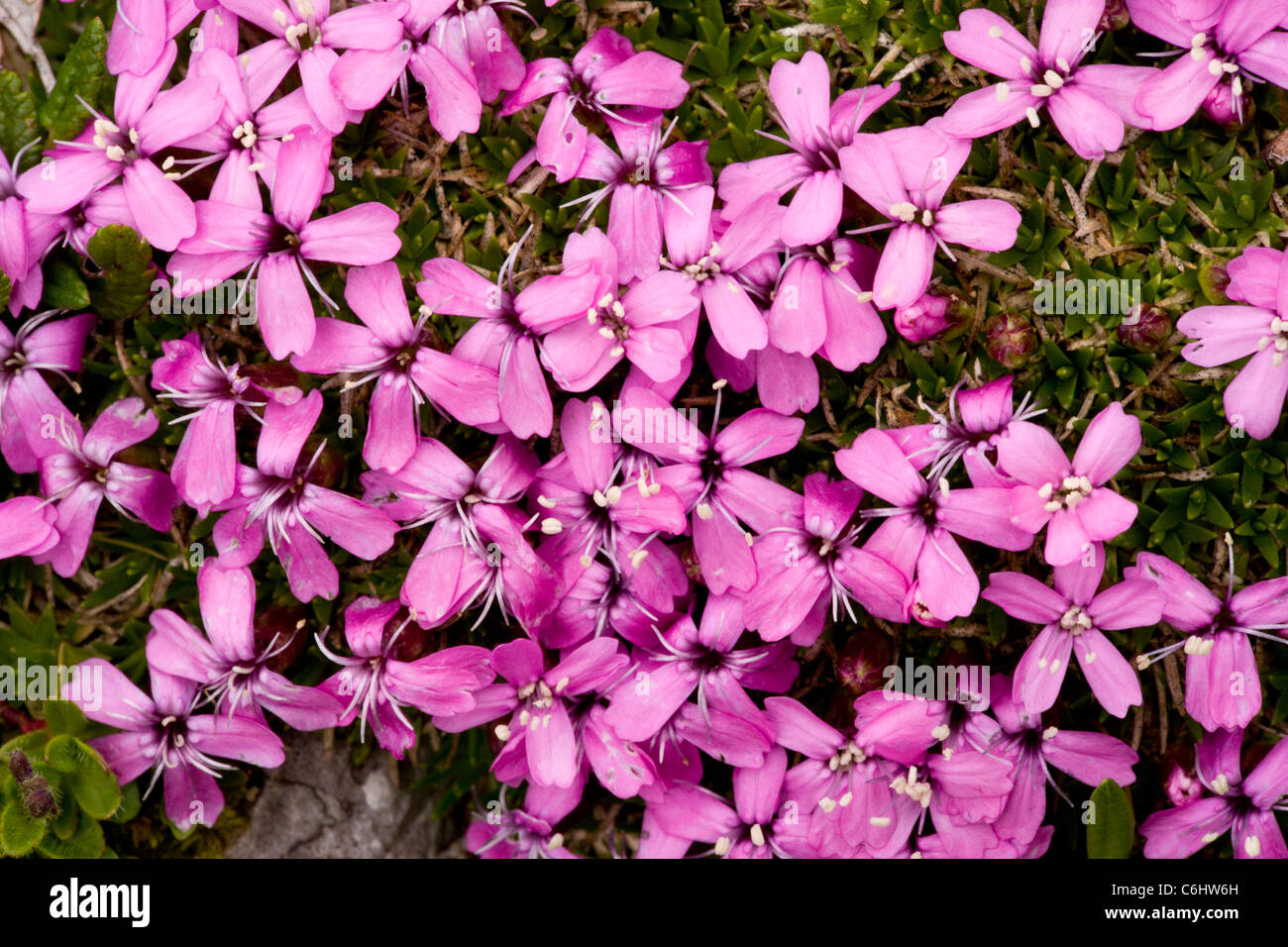 Moss campion silene acaulis alpine -Fotos und -Bildmaterial in hoher ...