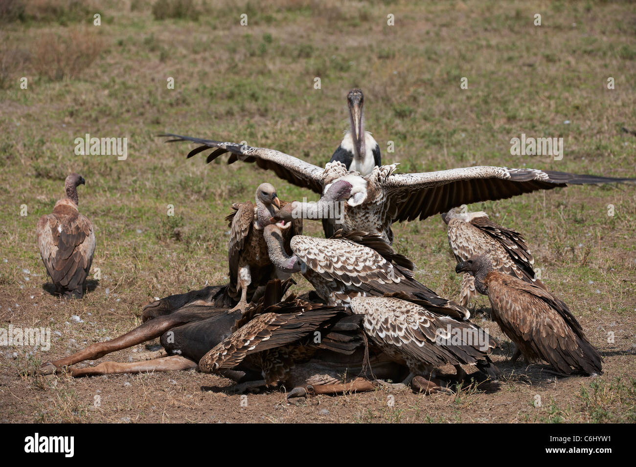 Serengeti geier -Fotos und -Bildmaterial in hoher Auflösung – Alamy