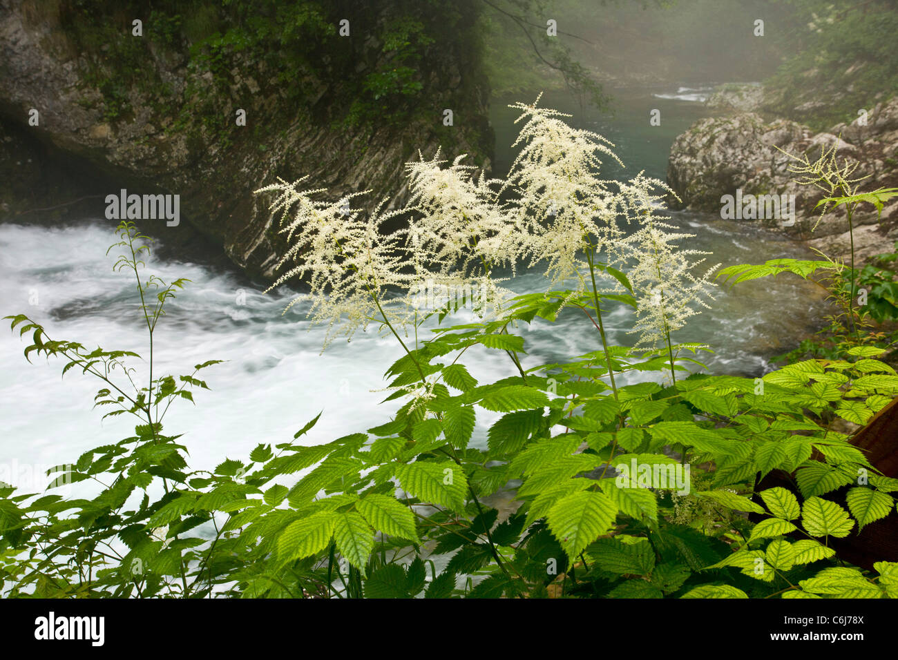 Spiraea aruncus -Fotos und -Bildmaterial in hoher Auflösung – Alamy
