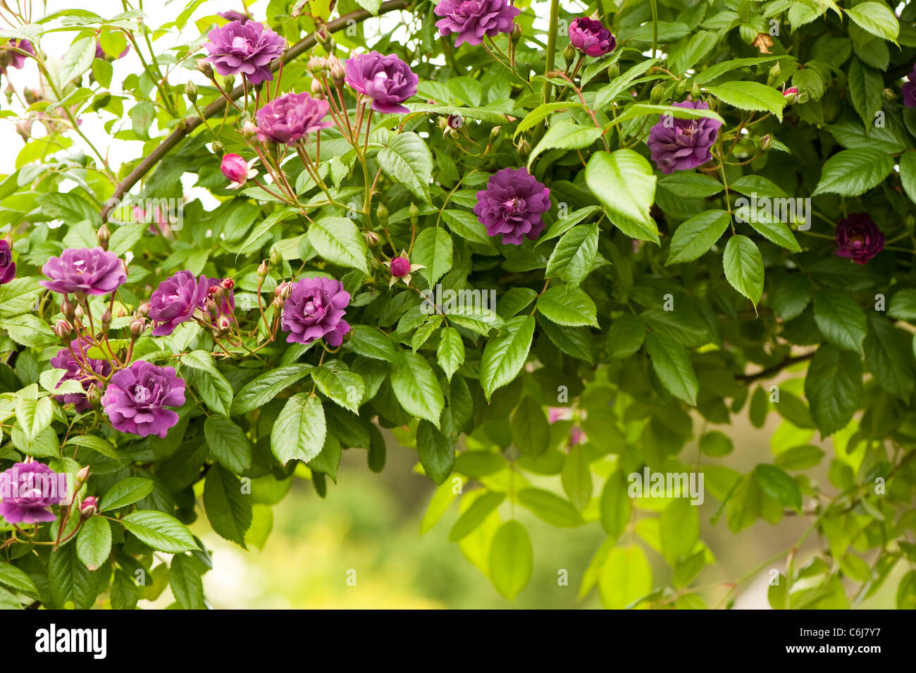 Violette rosen -Fotos und -Bildmaterial in hoher Auflösung – Alamy