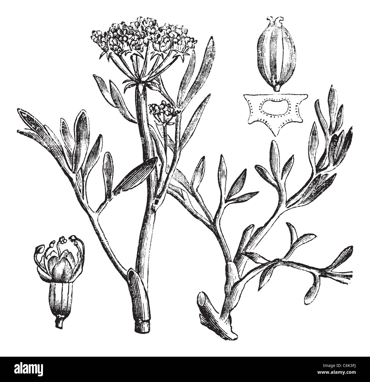 Queller oder Crithmum Maritimum, Vintage-Gravur. Alten graviert ...