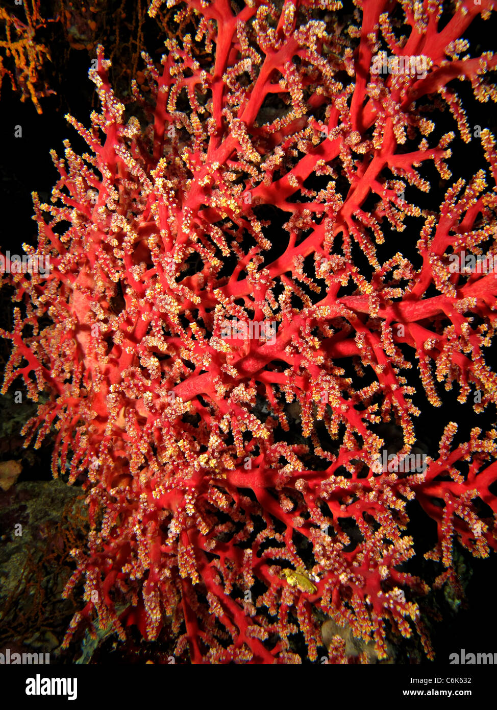Rosa weiche koralle -Fotos und -Bildmaterial in hoher Auflösung – Alamy