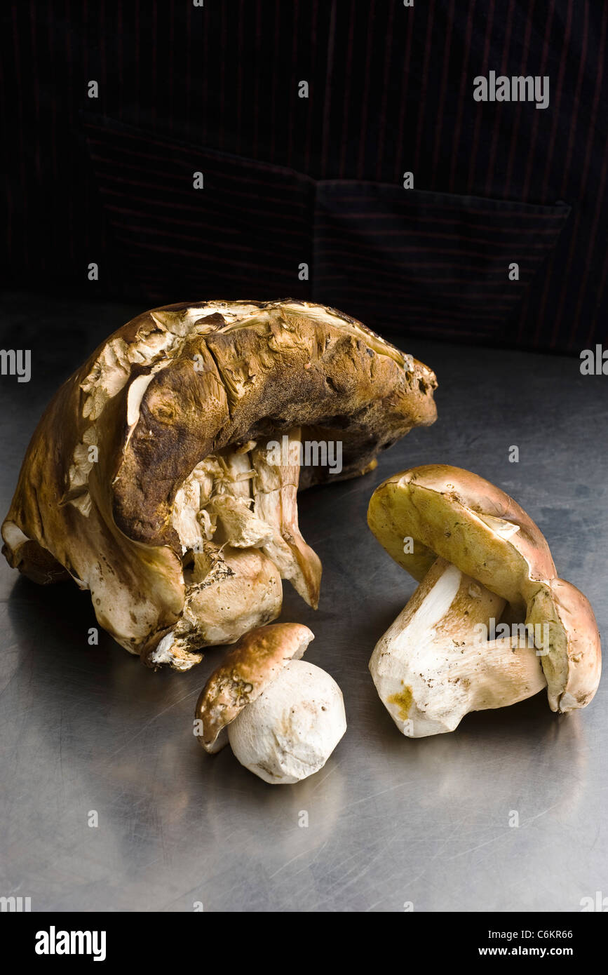 Steinpilz edulis oder steinpilz -Fotos und -Bildmaterial in hoher ...