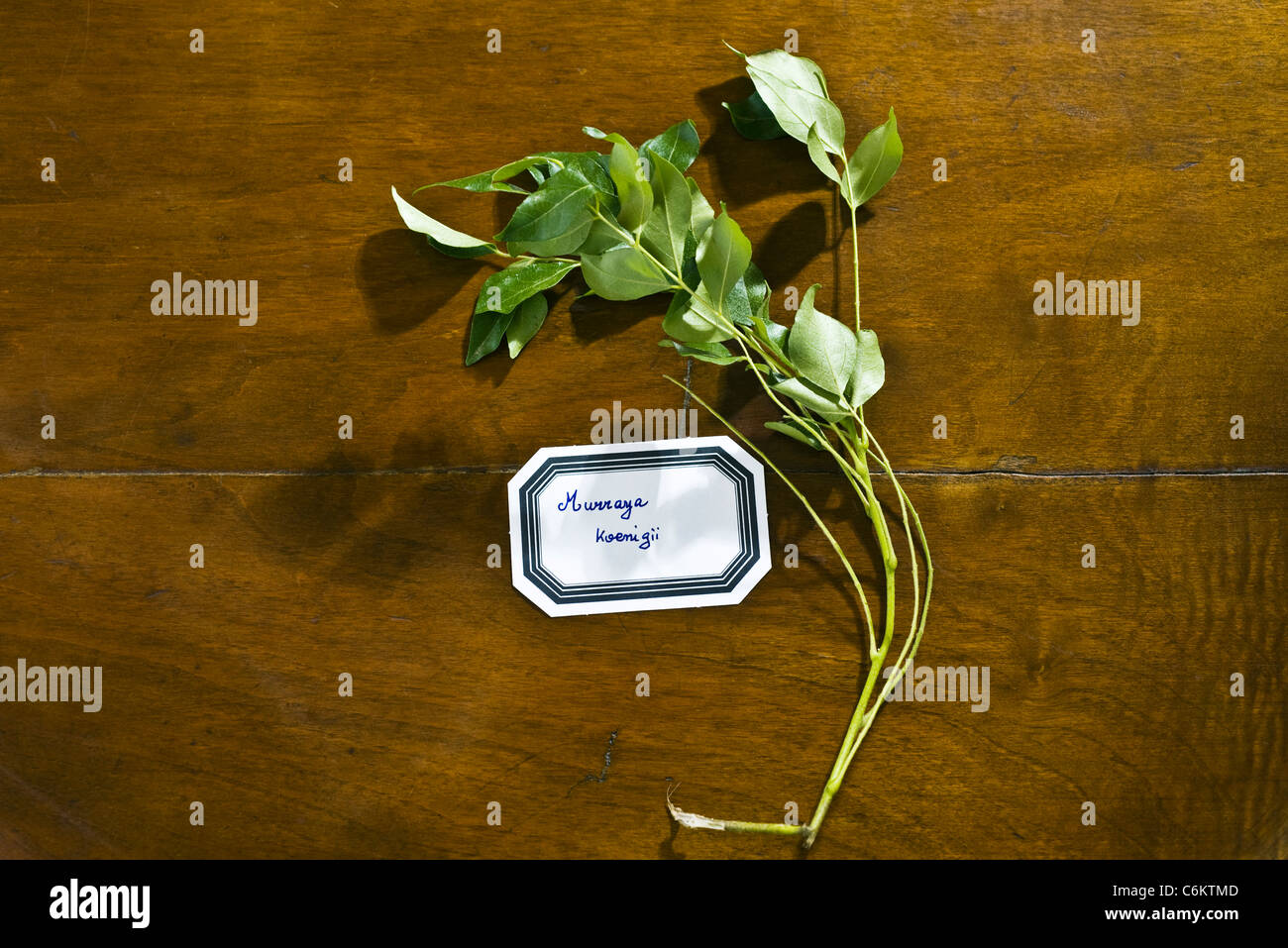 Curry blatt baum murraya koenigii -Fotos und -Bildmaterial in hoher ...