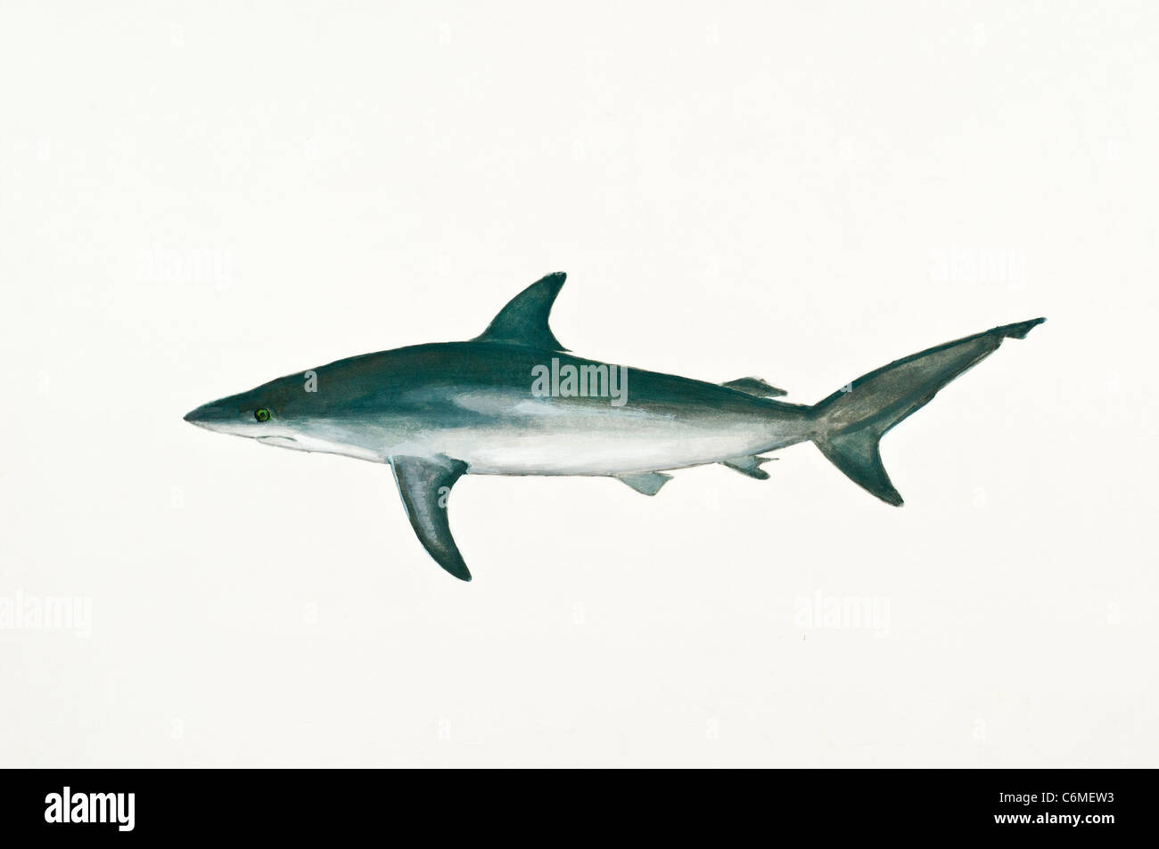 Dusky Shark Carcharhinus Obscurus, Elasmobranchii, Carcharhiniformes ...