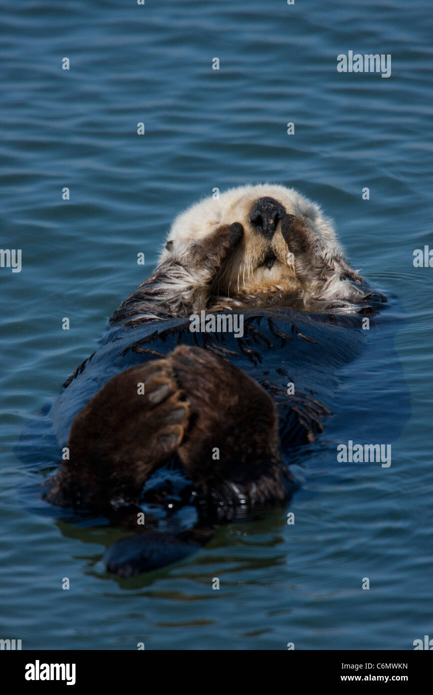 Enhydra lutris wildtiere -Fotos und -Bildmaterial in hoher Auflösung – Alamy