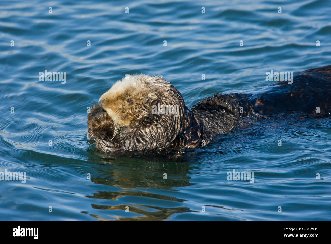 Enhydra lutris wildtiere -Fotos und -Bildmaterial in hoher Auflösung – Alamy