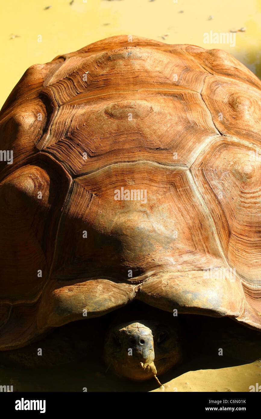 Reptil perth wa -Fotos und -Bildmaterial in hoher Auflösung – Alamy