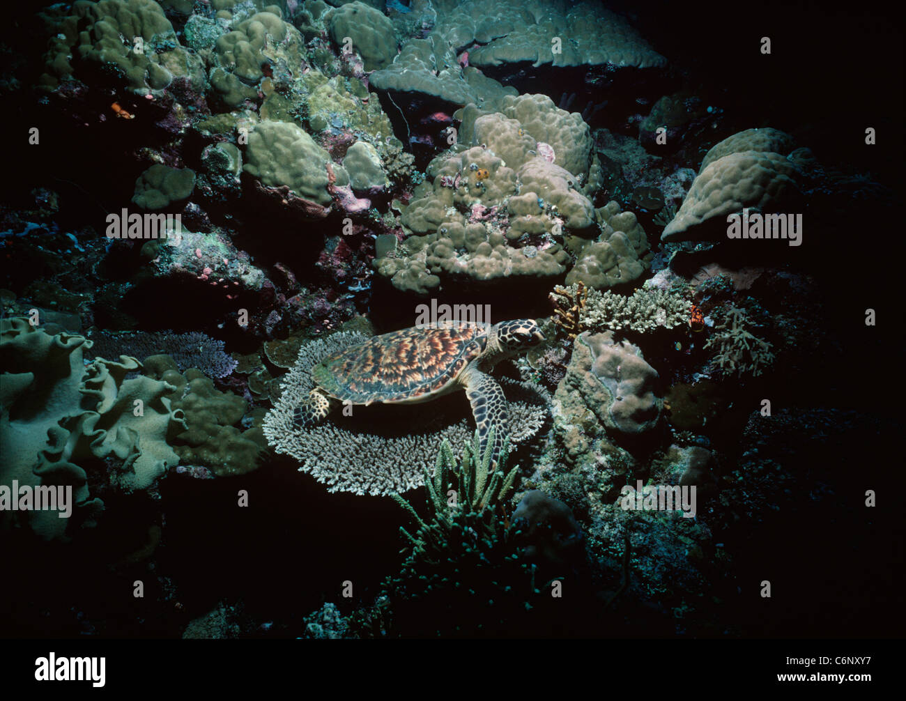 Neuguinea fisch Stockfotos und -bilder Kaufen - Alamy