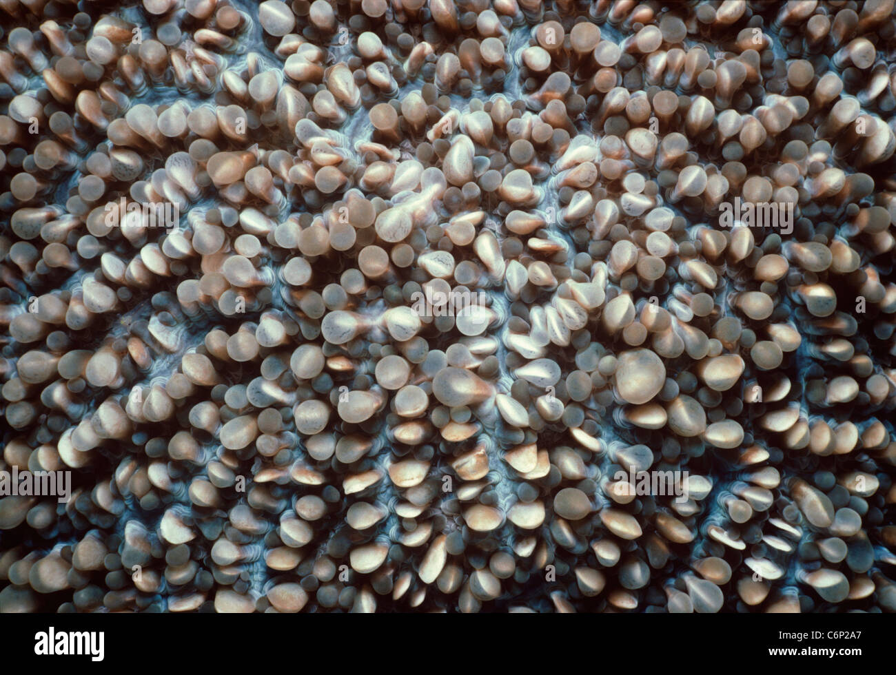 Polypen skelett -Fotos und -Bildmaterial in hoher Auflösung – Alamy