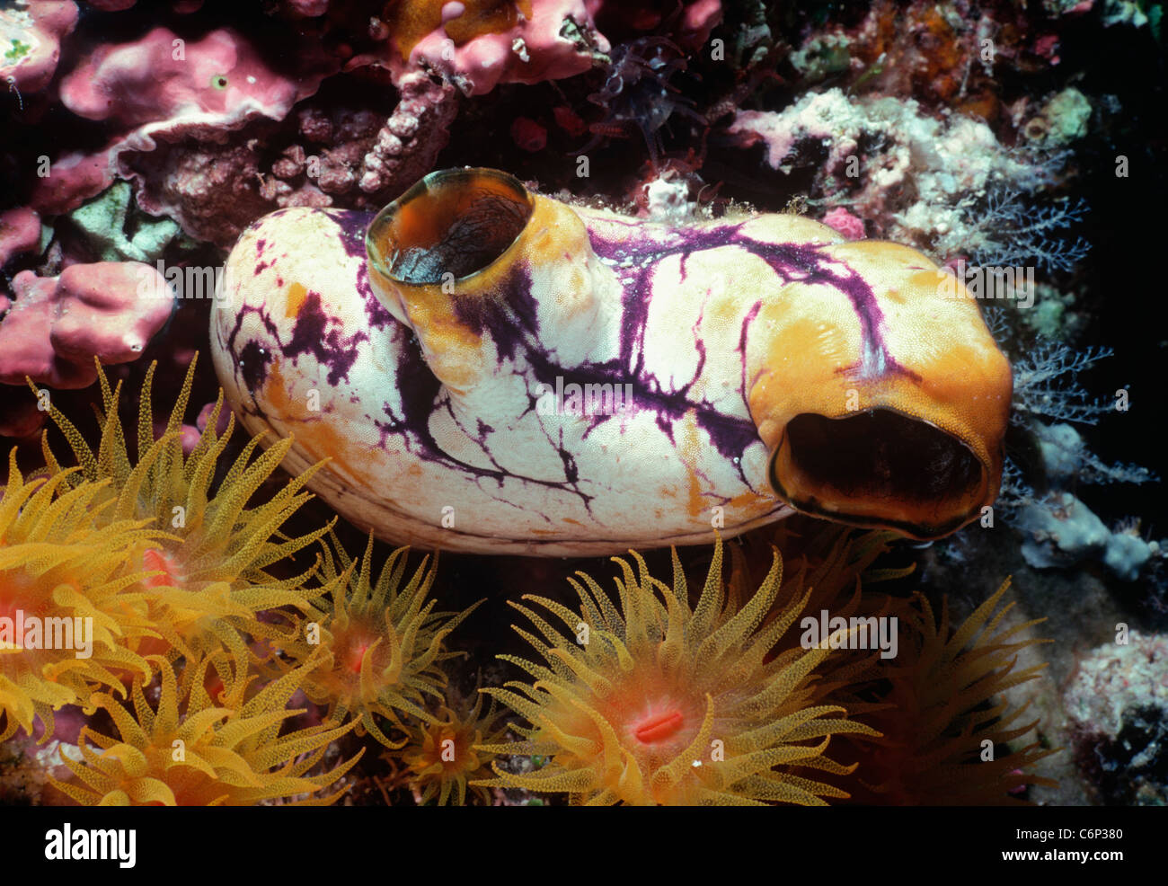 Tunicate polycarpa aurata -Fotos und -Bildmaterial in hoher Auflösung ...