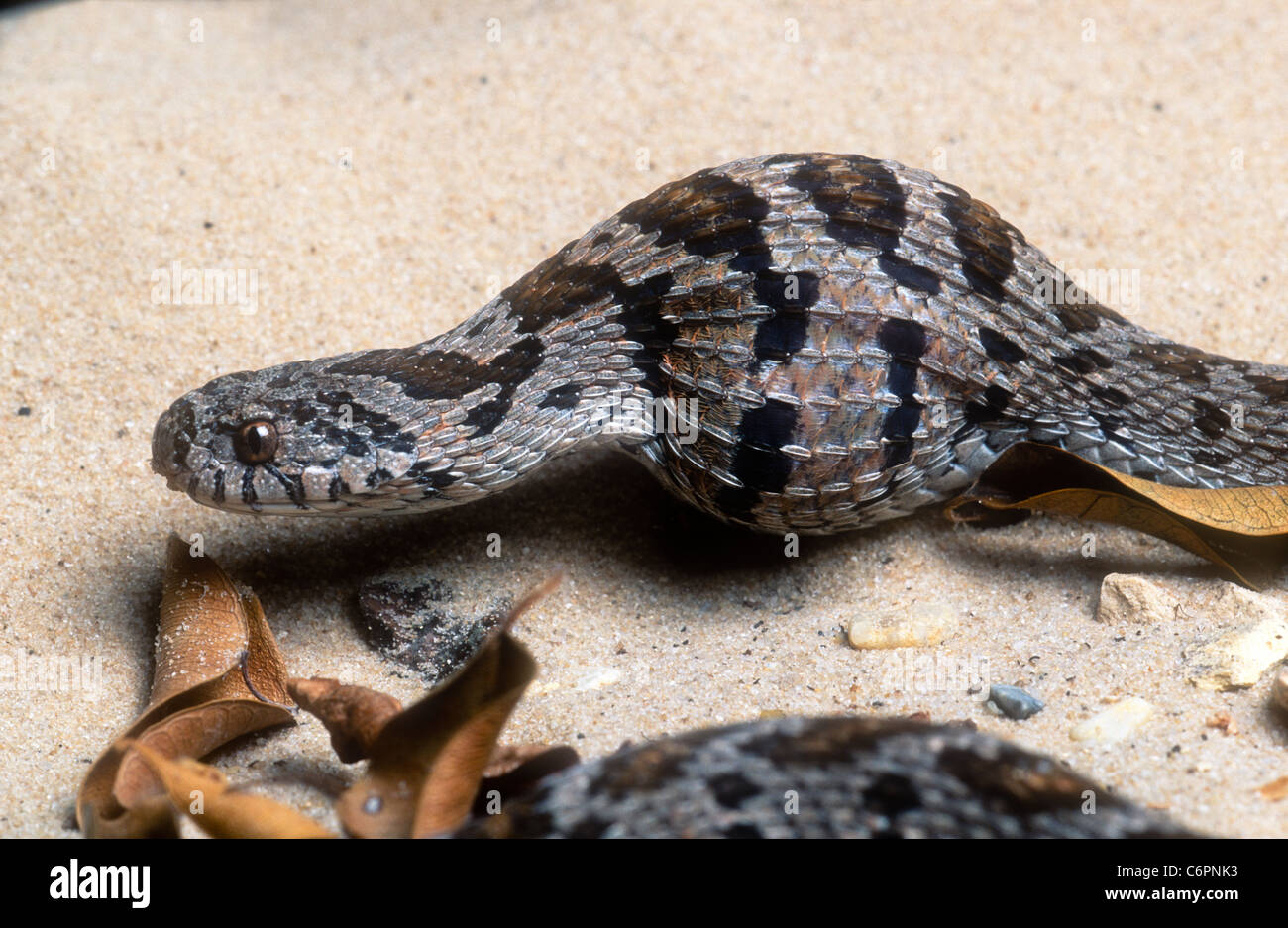 Gemeinsamen Ei Essen Schlange, Dasypeltis Scabra, schlucken Ei ...
