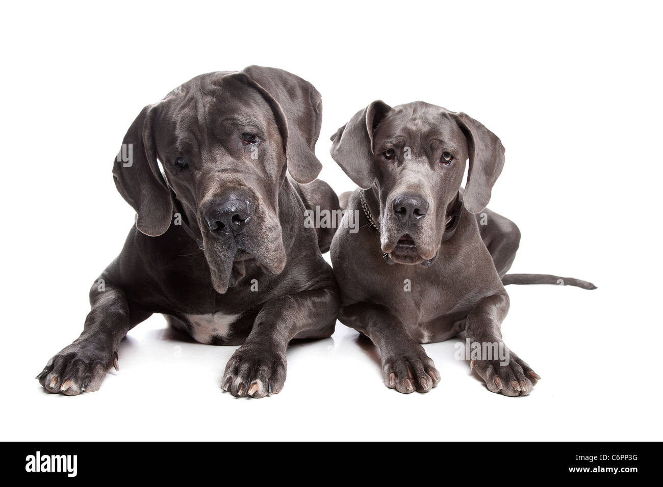 Graue deutsche dogge -Fotos und -Bildmaterial in hoher Auflösung – Alamy