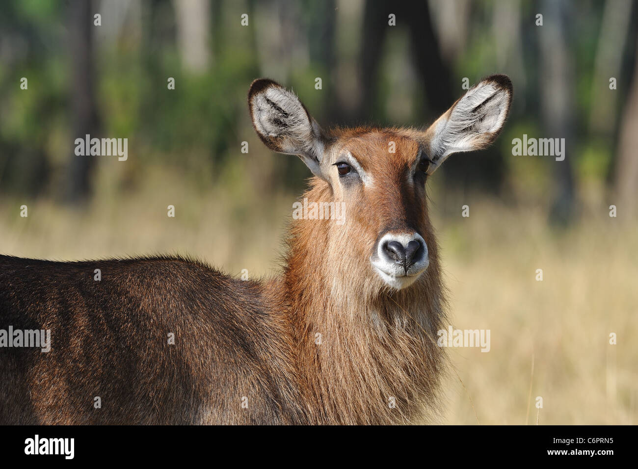 Defassa Wasserbock (Kobus Defassa) weibliche am Lake Nakuru Nationa ...