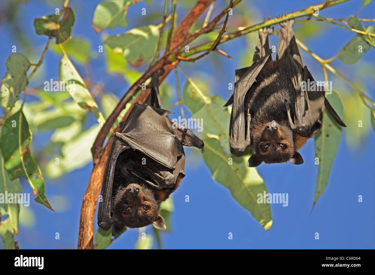 Schwarz-Flughunde (Pteropus Alecto) hängt in einem Baum, Kakadu ...