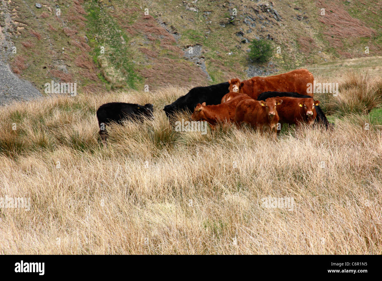 Welsh rinder -Fotos und -Bildmaterial in hoher Auflösung – Alamy