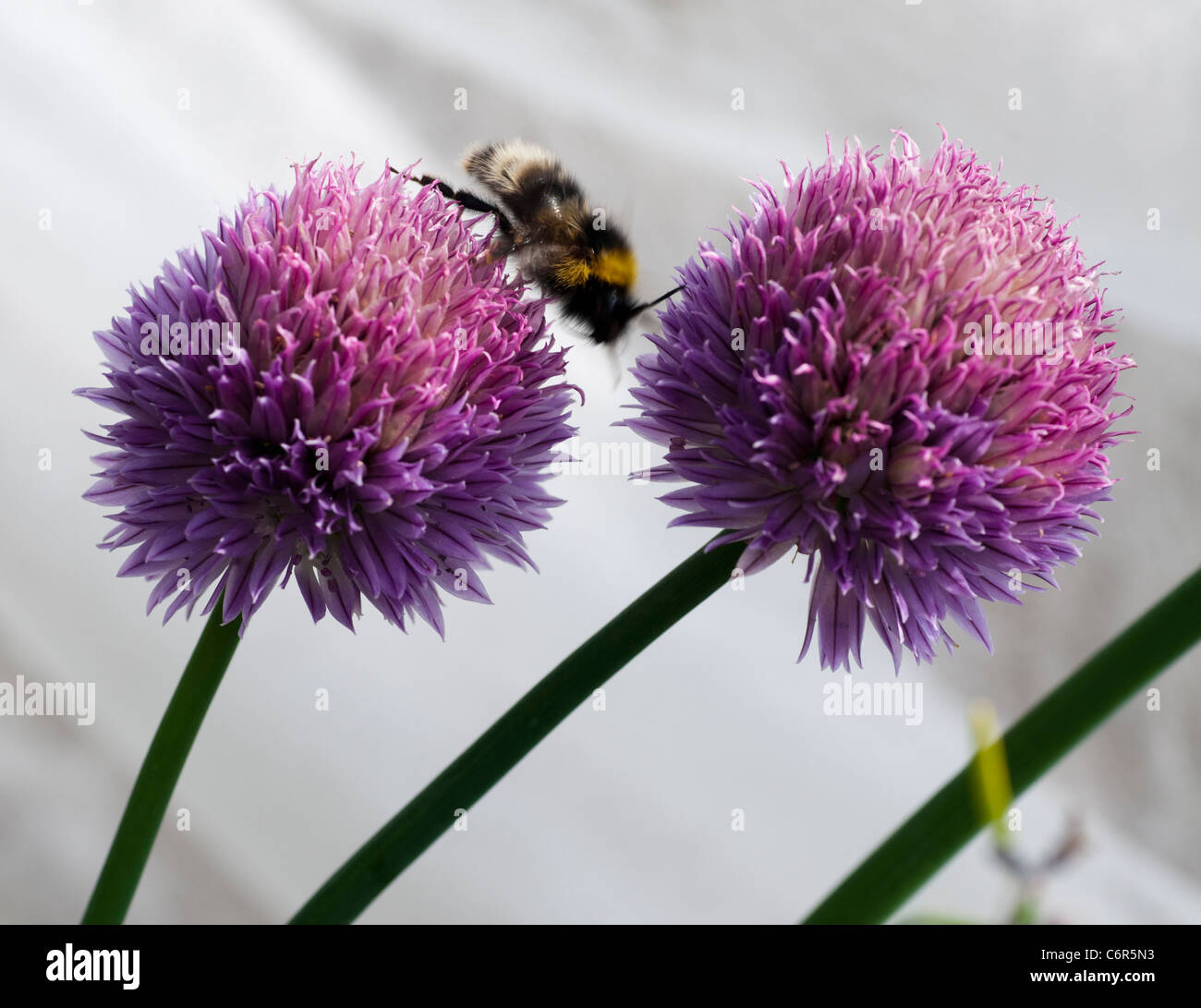 Buff tailed Hummel (Bombus Terrestris) auf Schnittlauch Blumen ...