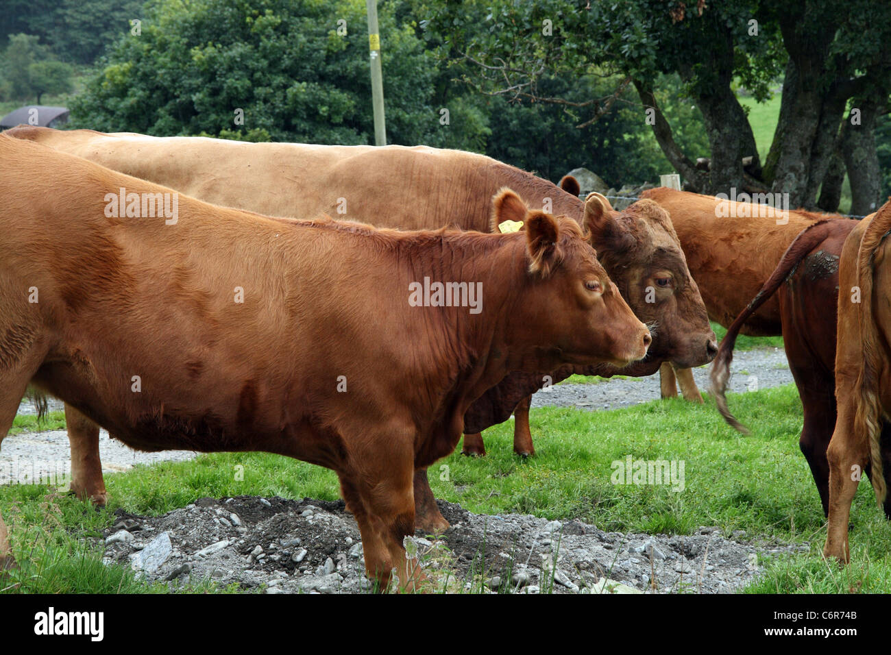 Stabilisator Vieh. Durch die Kreuzung von vier Rassen - Red Angus ...