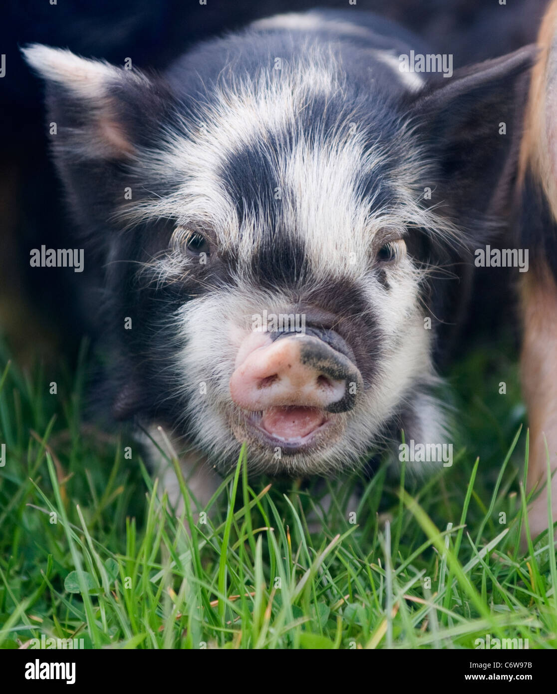 Wochen altes ferkel -Fotos und -Bildmaterial in hoher Auflösung – Alamy