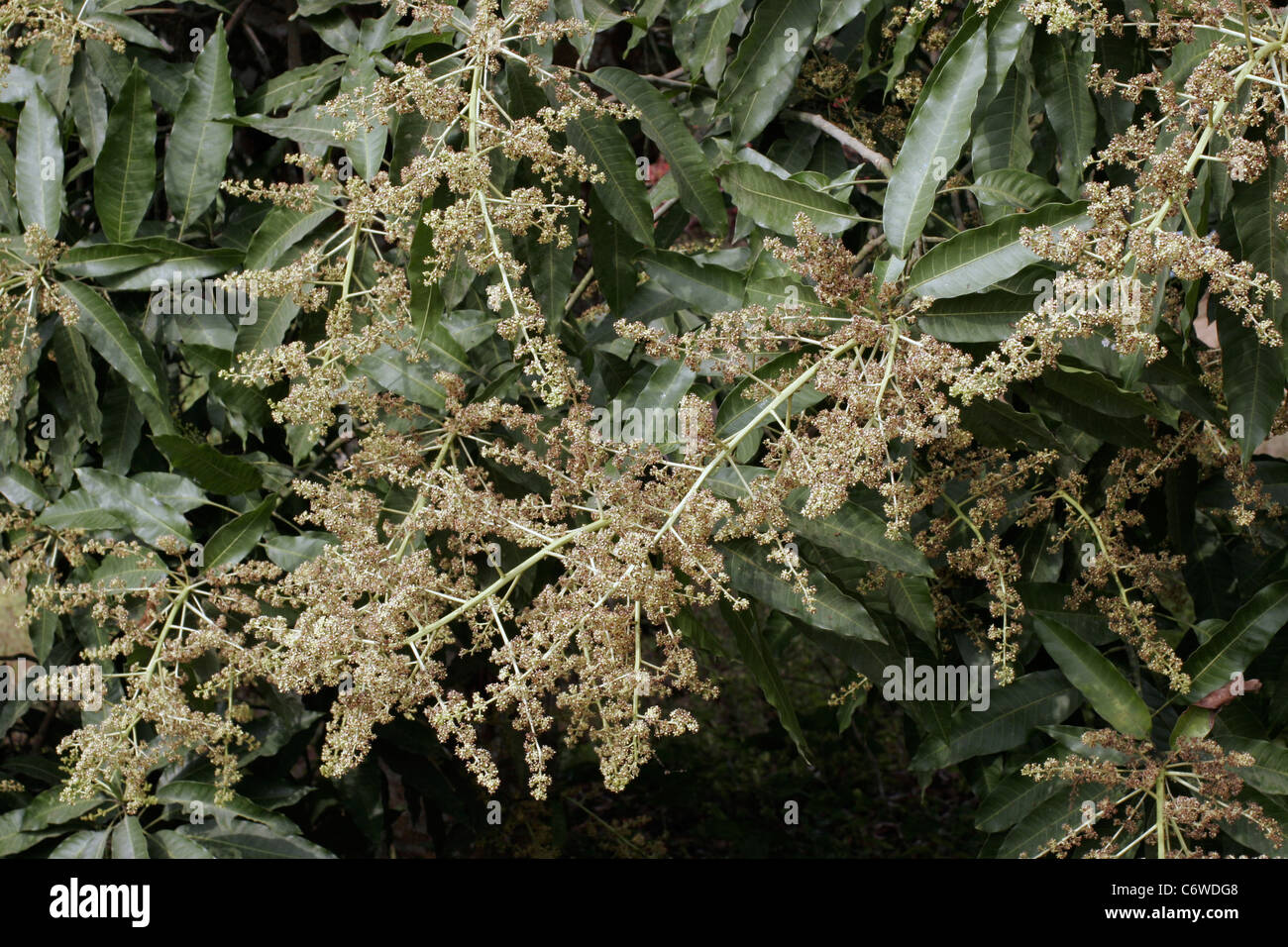 Mango blumen mangifera indica -Fotos und -Bildmaterial in hoher ...