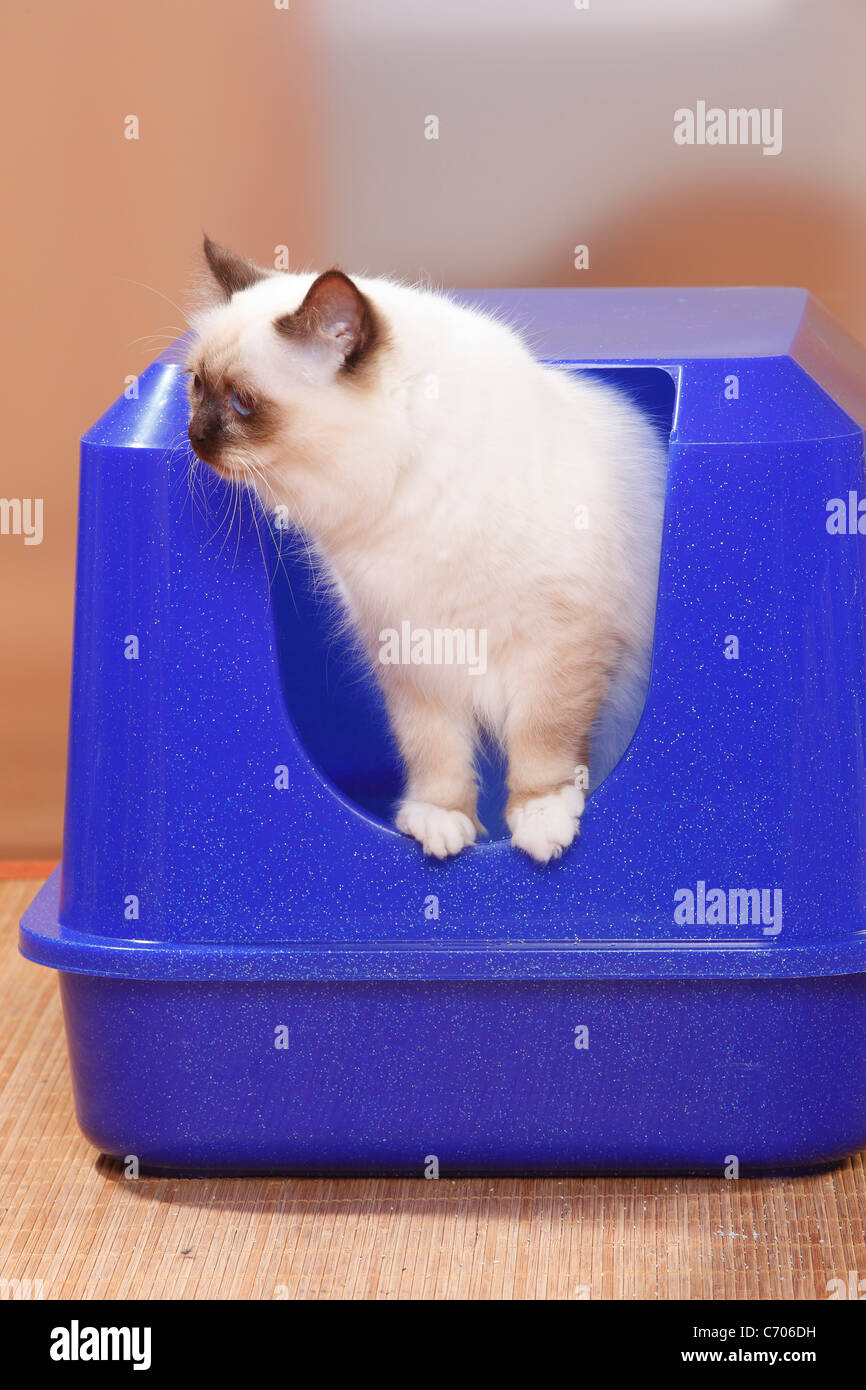 Heilige Birma Katze in Seal-Point, auf Katze Toilette / Birma ...