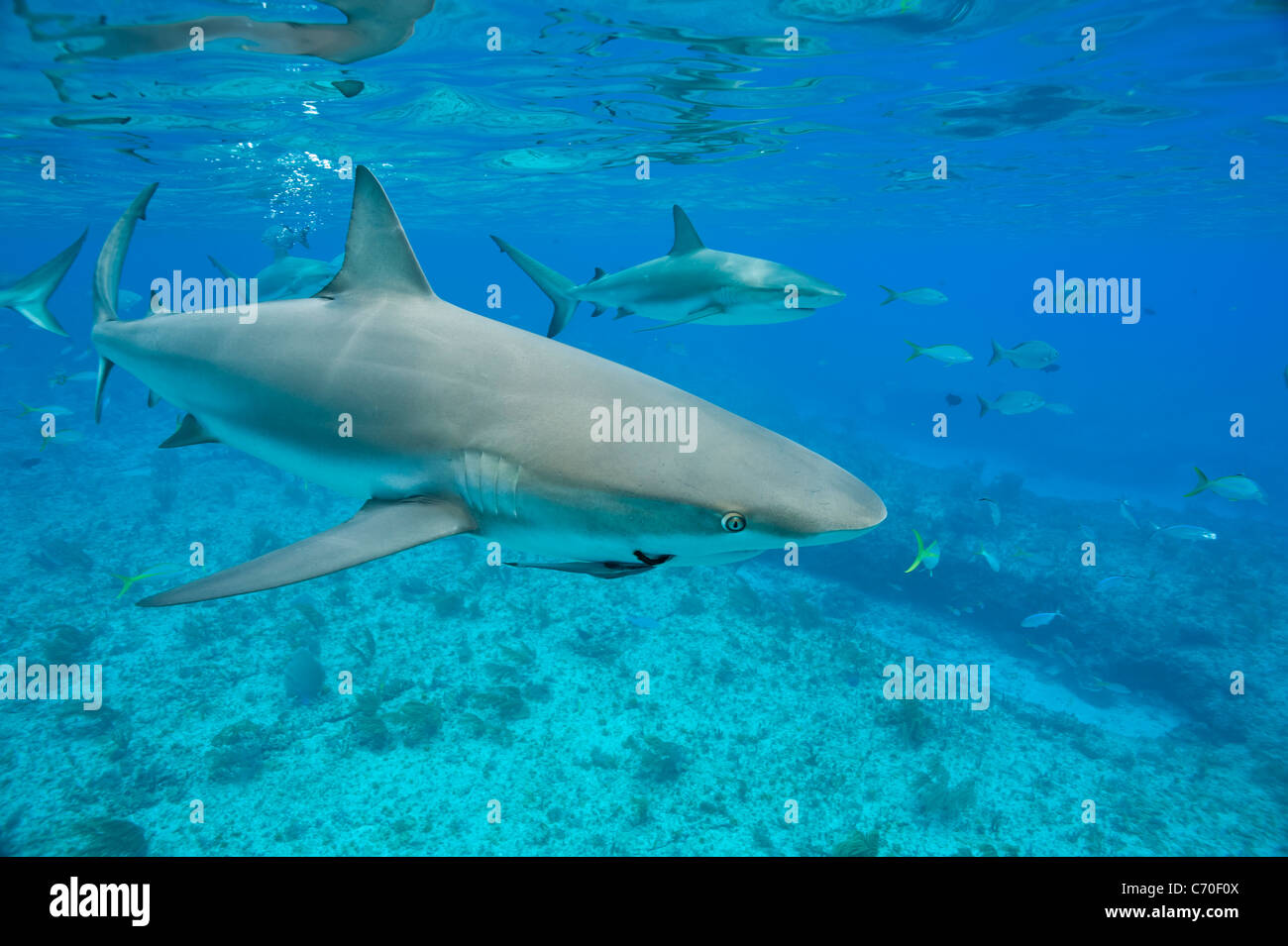 Hai Remora Stockfotos und -bilder Kaufen - Alamy
