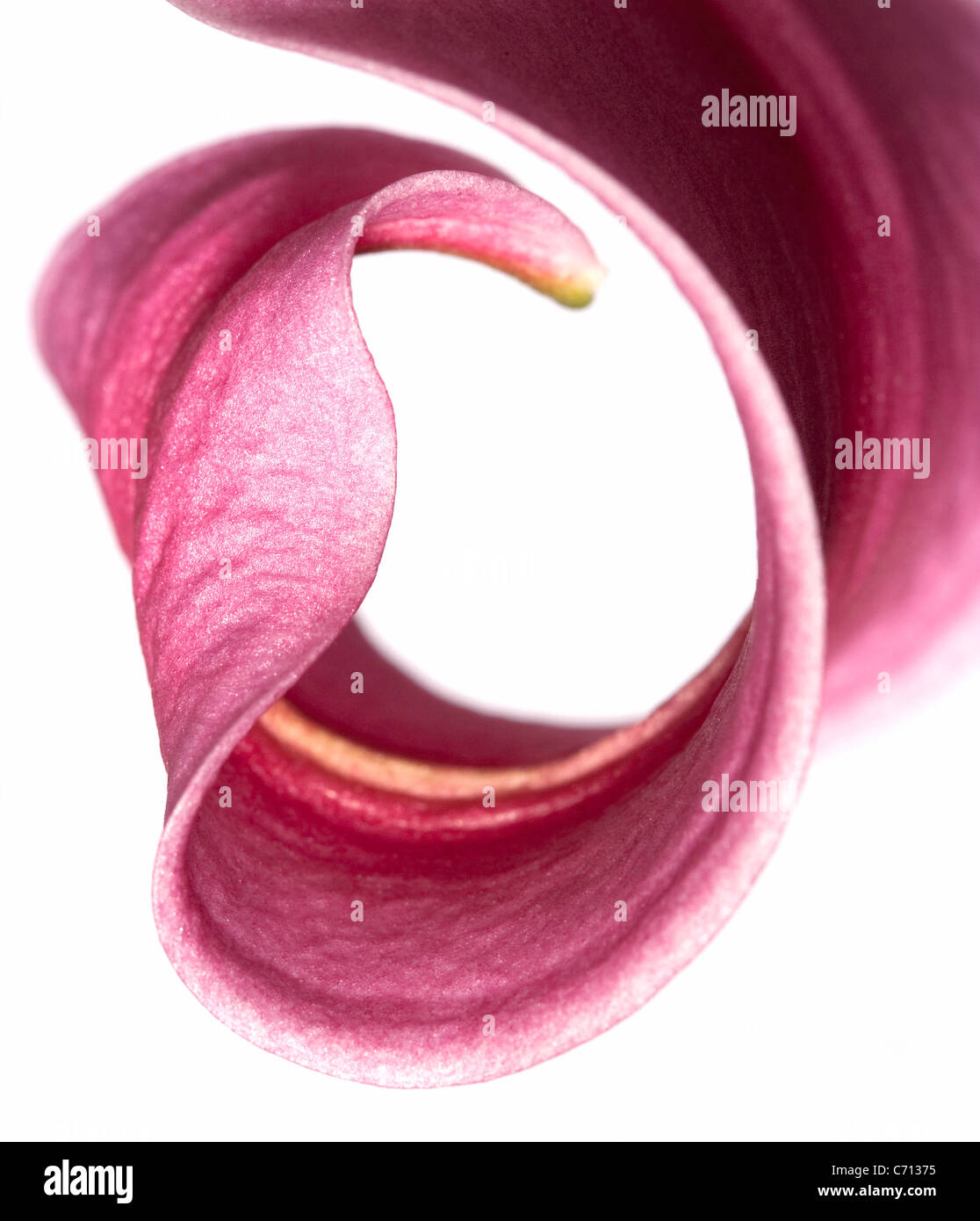 Lilie lilium blume -Fotos und -Bildmaterial in hoher Auflösung – Alamy