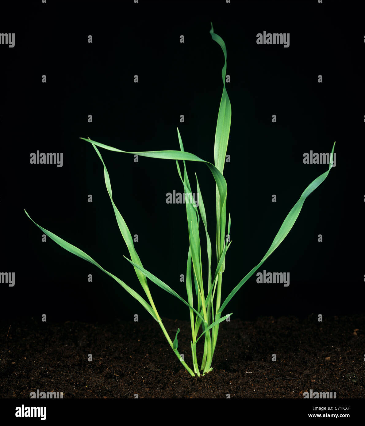 Wild oat wild oats avena fatua -Fotos und -Bildmaterial in hoher ...