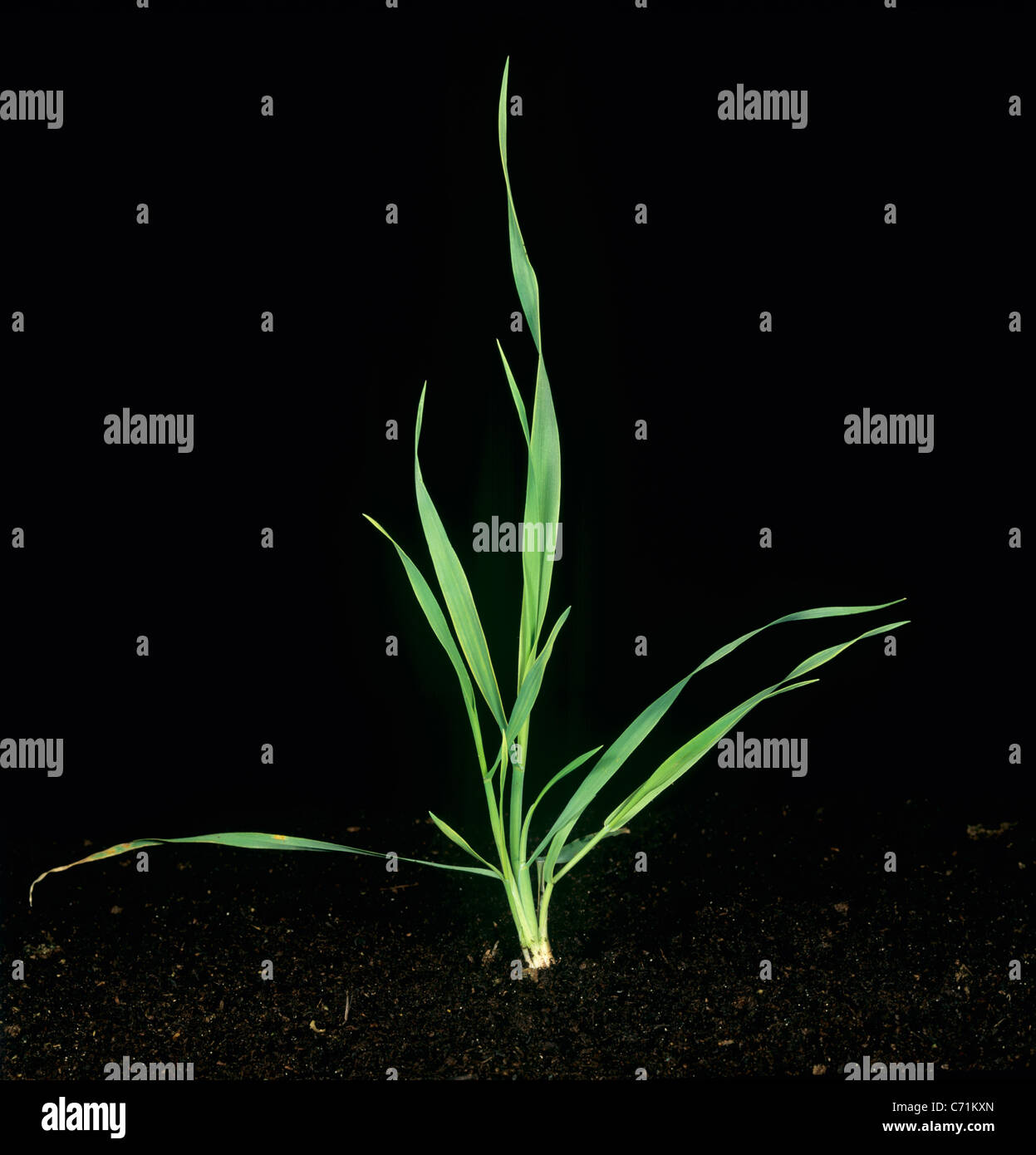 Wild oat wild oats avena fatua -Fotos und -Bildmaterial in hoher ...