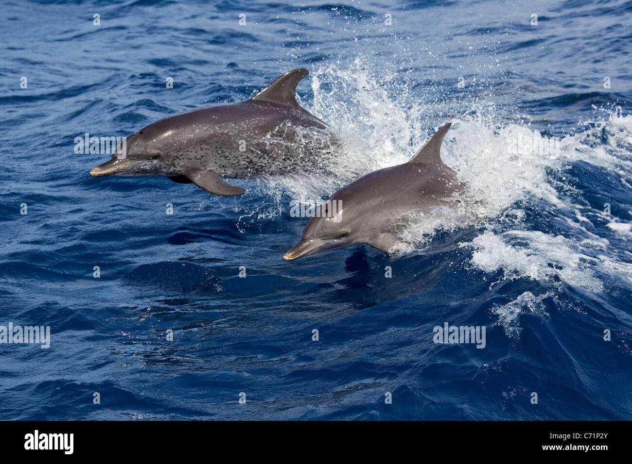 Delphine, zwei gefleckte Delphine, Stenella Attenuata, springen im ...