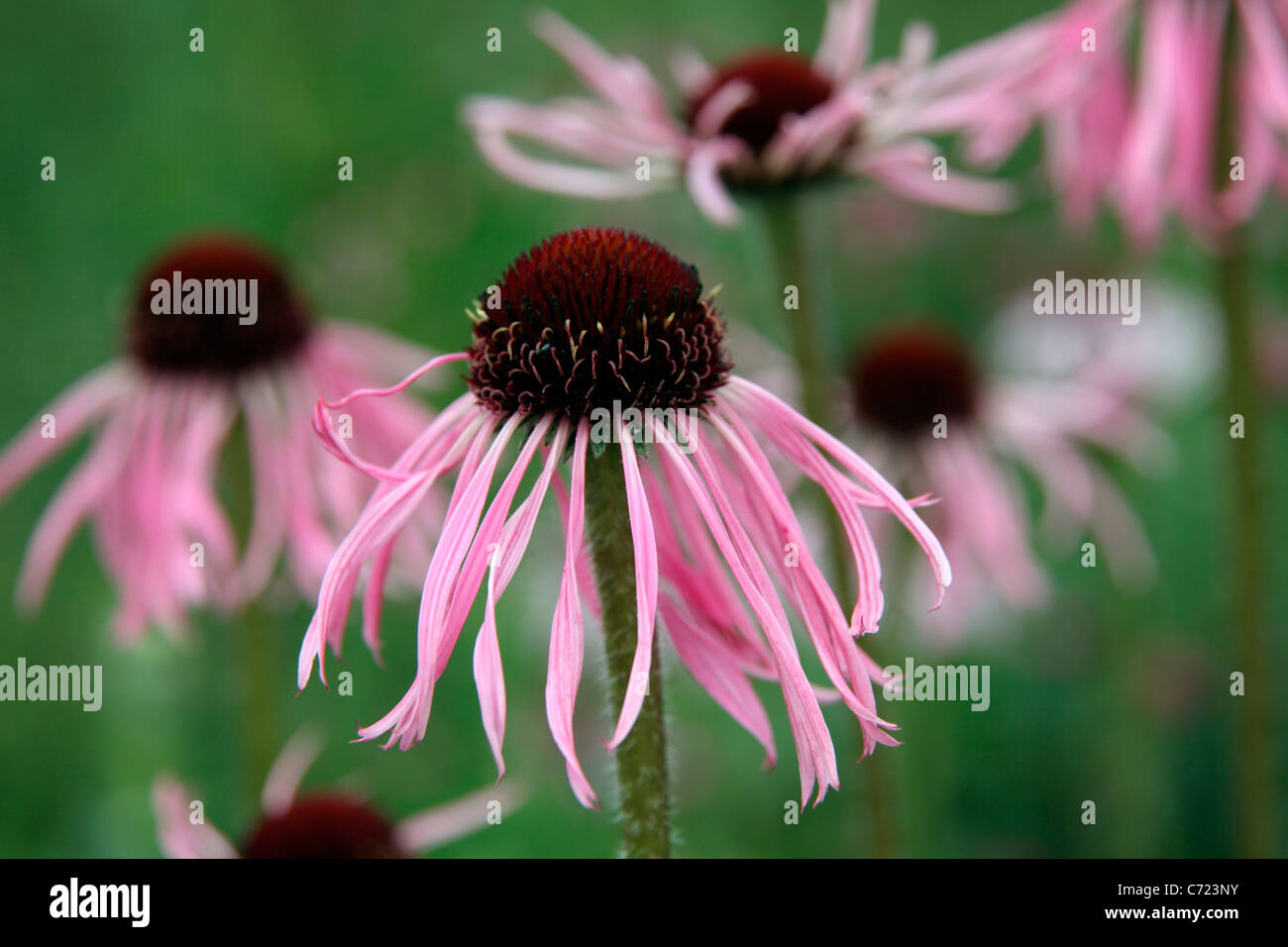 Echinacea pallida -Fotos und -Bildmaterial in hoher Auflösung – Alamy