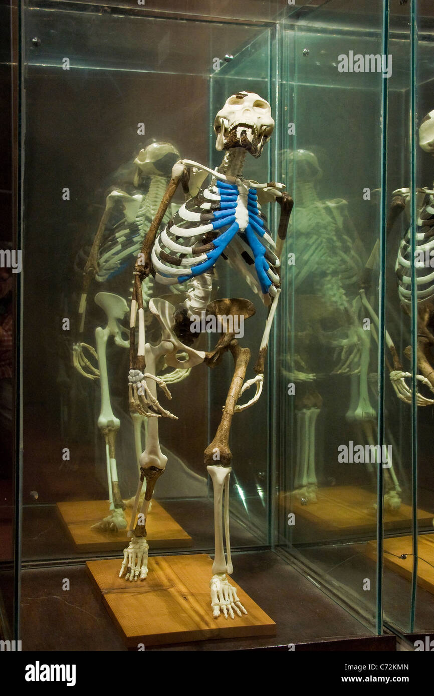 Lucy national archaeological addis museum ababa ethiopia -Fotos und ...