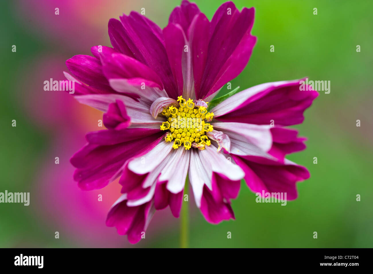 Rosa doppel -Fotos und -Bildmaterial in hoher Auflösung – Alamy