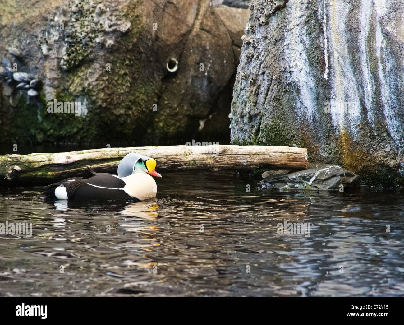 Alaska eider -Fotos und -Bildmaterial in hoher Auflösung – Alamy