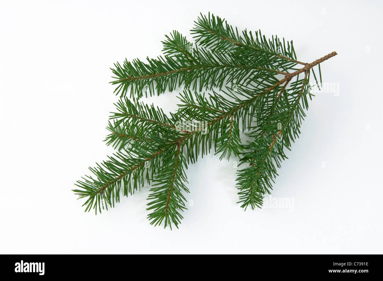 Douglasie tanne -Fotos und -Bildmaterial in hoher Auflösung – Alamy