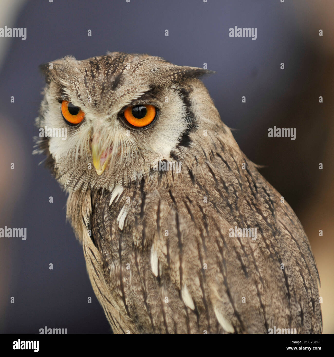 Whiteface afrikanische eule -Fotos und -Bildmaterial in hoher Auflösung ...