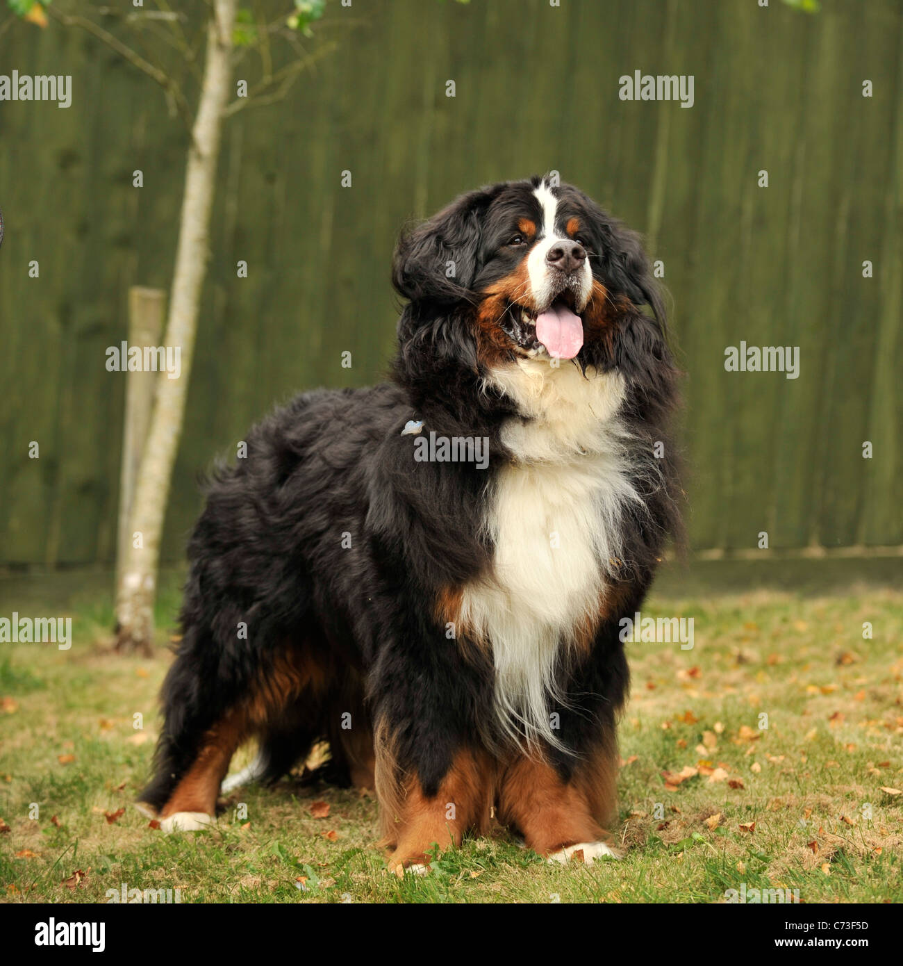 Berner sennen hund -Fotos und -Bildmaterial in hoher Auflösung - Seite ...