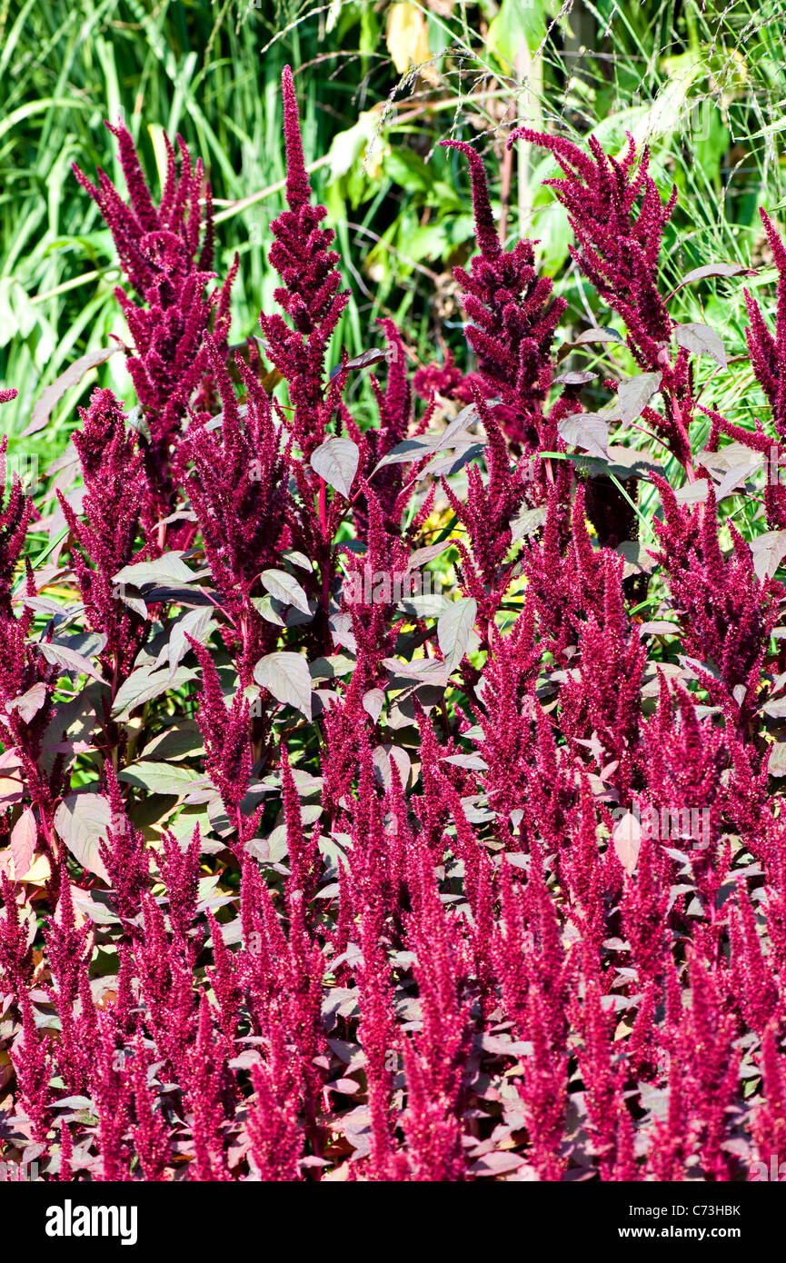 Amarantus paniculatus oeschberg -Fotos und -Bildmaterial in hoher ...