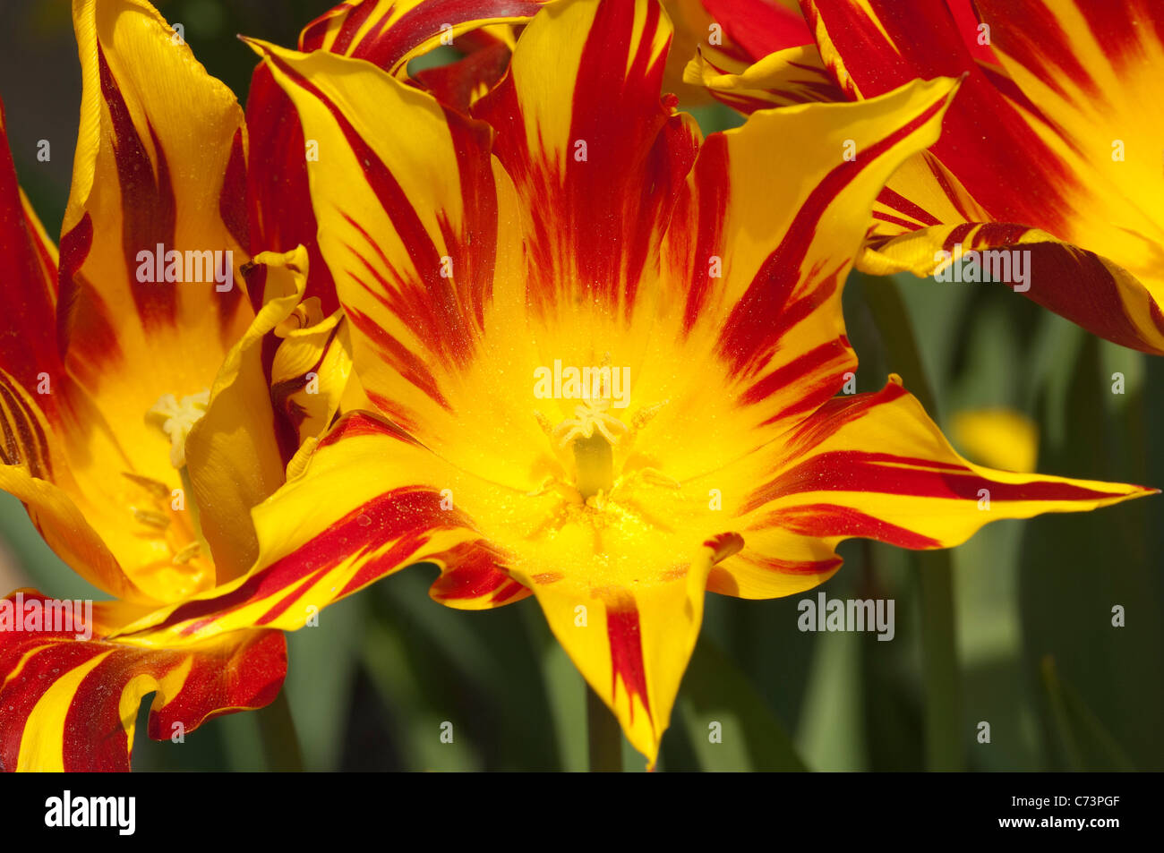 Blume Tulpe Stockfotos und -bilder Kaufen - Alamy
