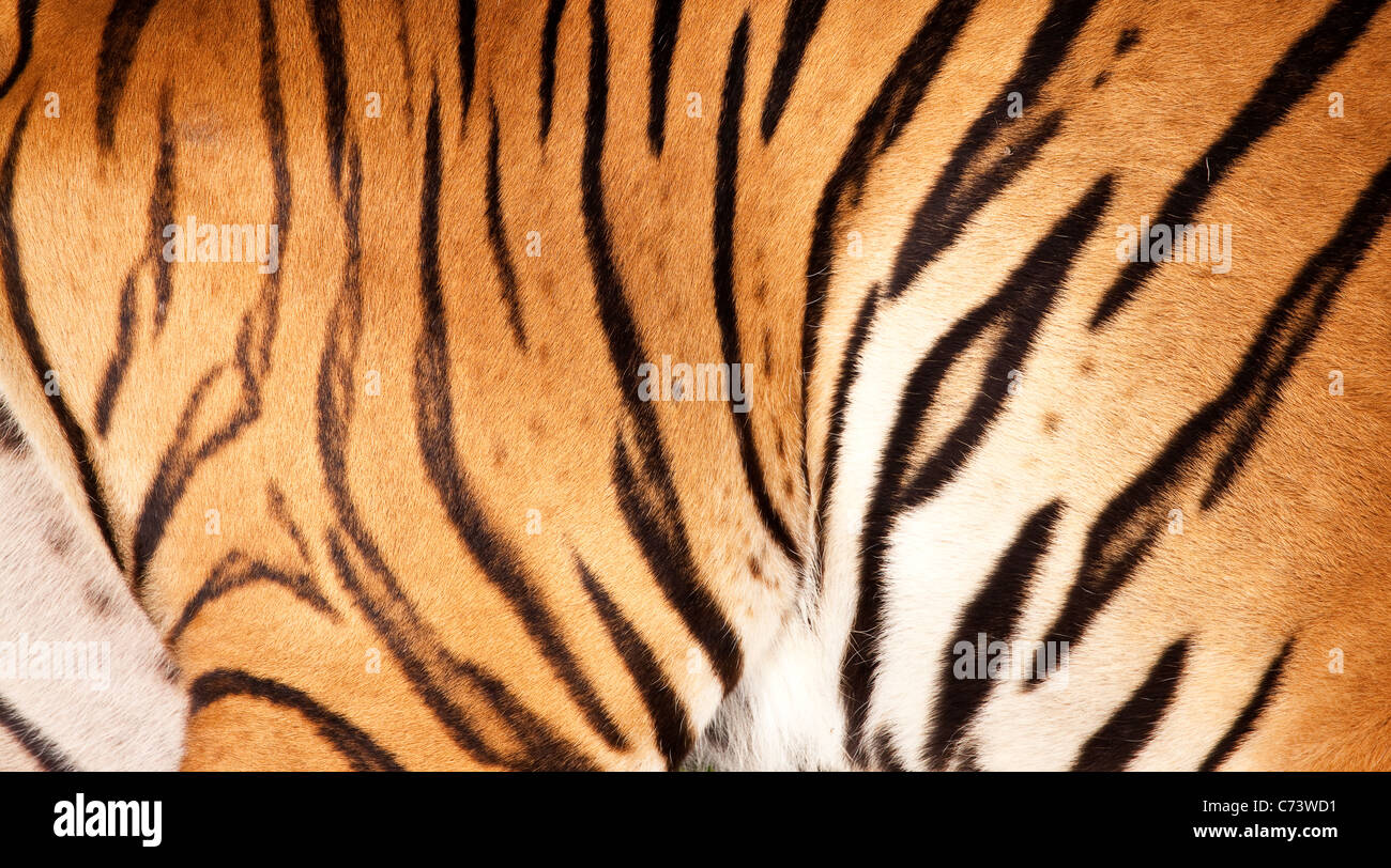 Tigers skin -Fotos und -Bildmaterial in hoher Auflösung – Alamy