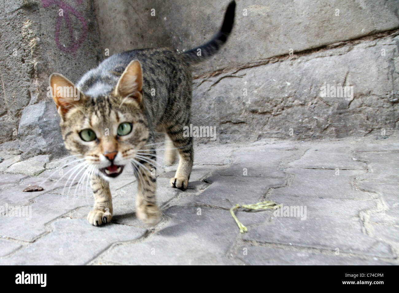 Cat crazy -Fotos und -Bildmaterial in hoher Auflösung – Alamy