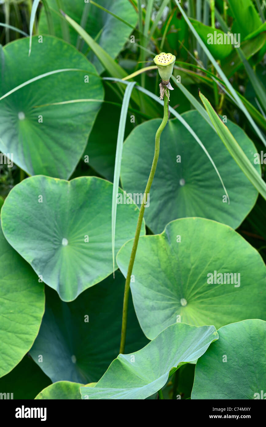 Nelumbo nucifera samenkopf -Fotos und -Bildmaterial in hoher Auflösung ...