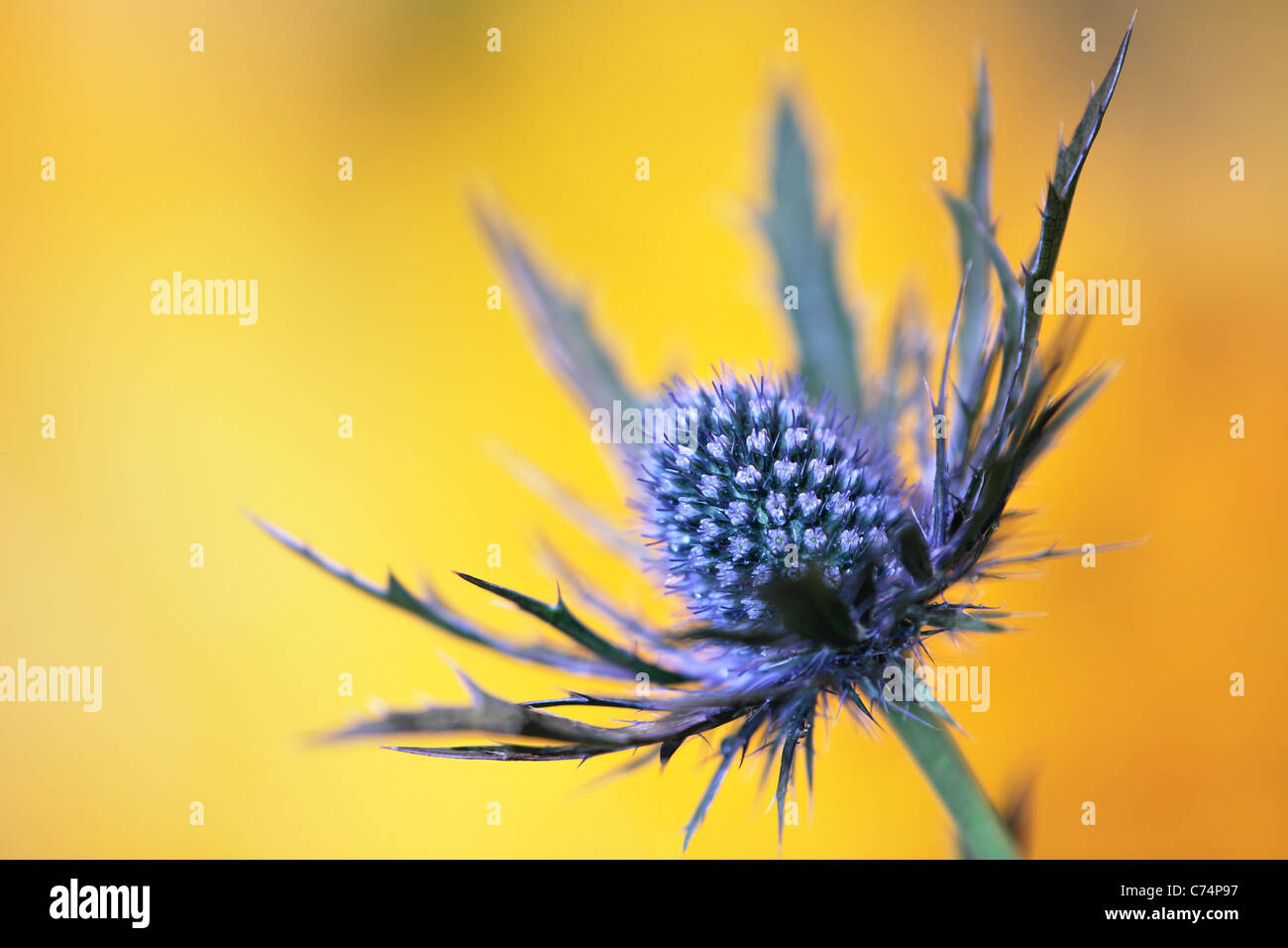 Purple thistle -Fotos und -Bildmaterial in hoher Auflösung – Alamy