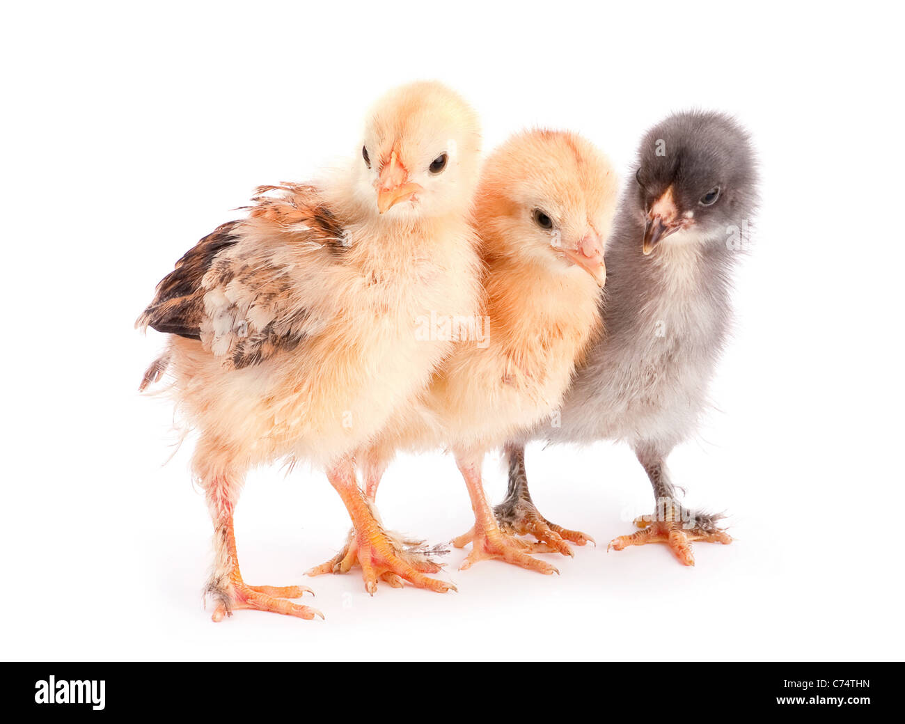 Baby huhn hintergrund -Fotos und -Bildmaterial in hoher Auflösung – Alamy