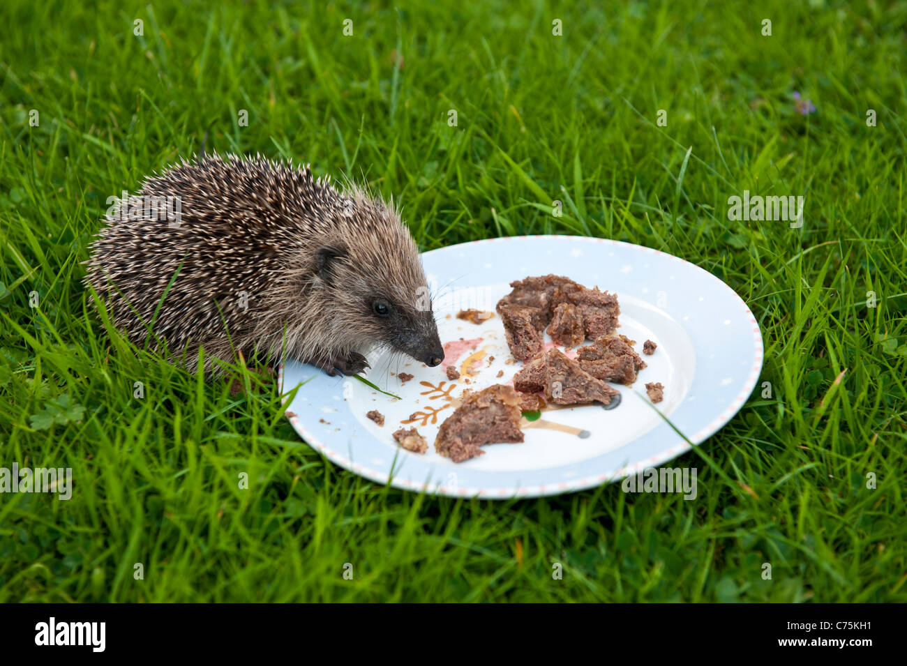 Igel essen Hundefutter Stockfotografie - Alamy