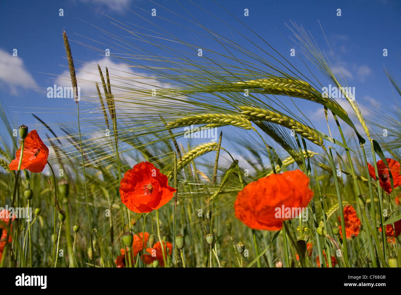 Wilder Mohn unter eine reifende Gerste Ernte wachsen Stockfotografie ...