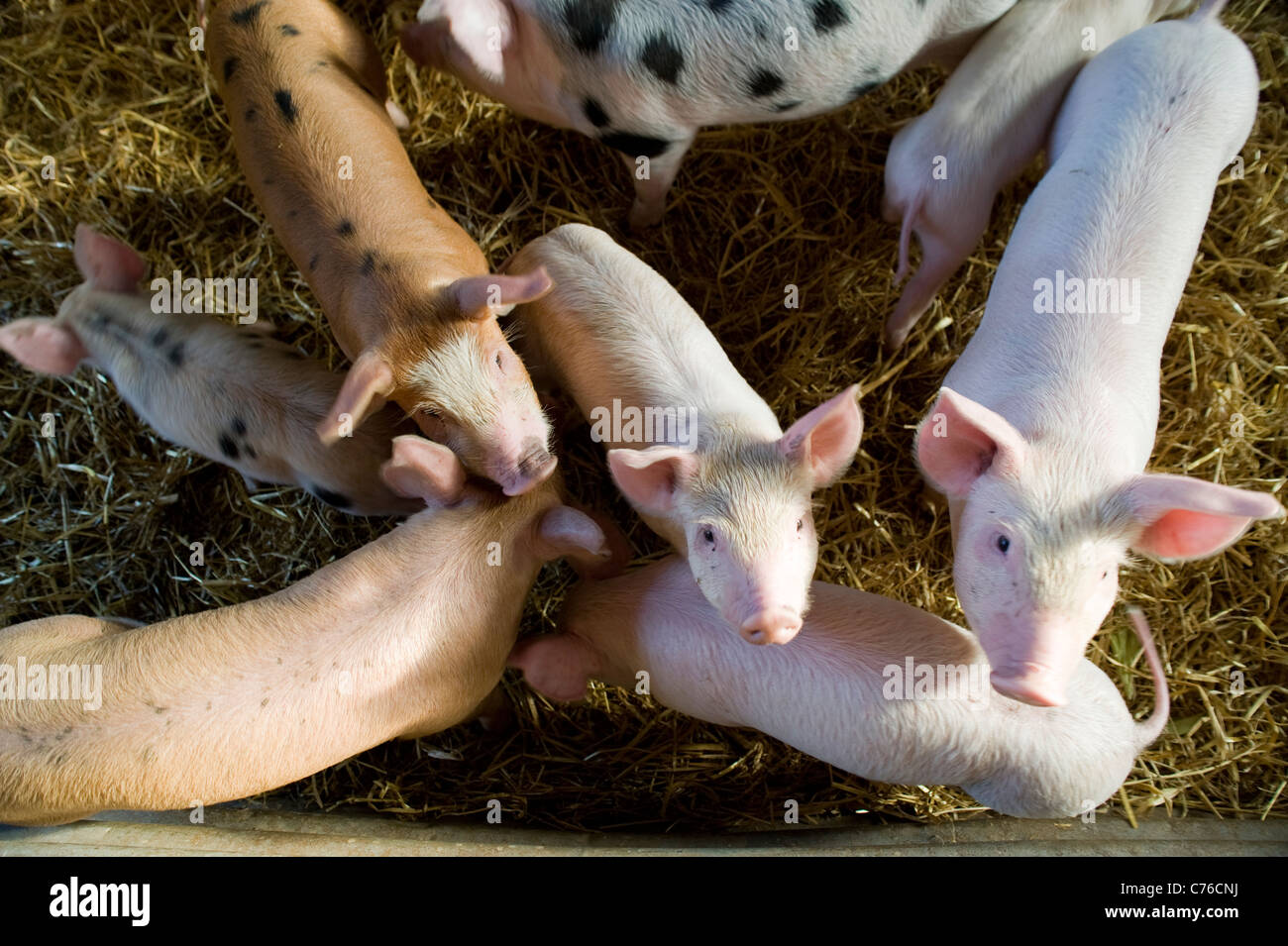Tiere ferkel im stall schwein ferkel -Fotos und -Bildmaterial in hoher ...