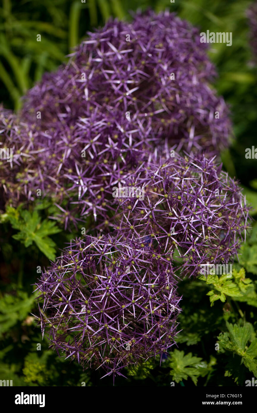 Allium lila regen -Fotos und -Bildmaterial in hoher Auflösung – Alamy