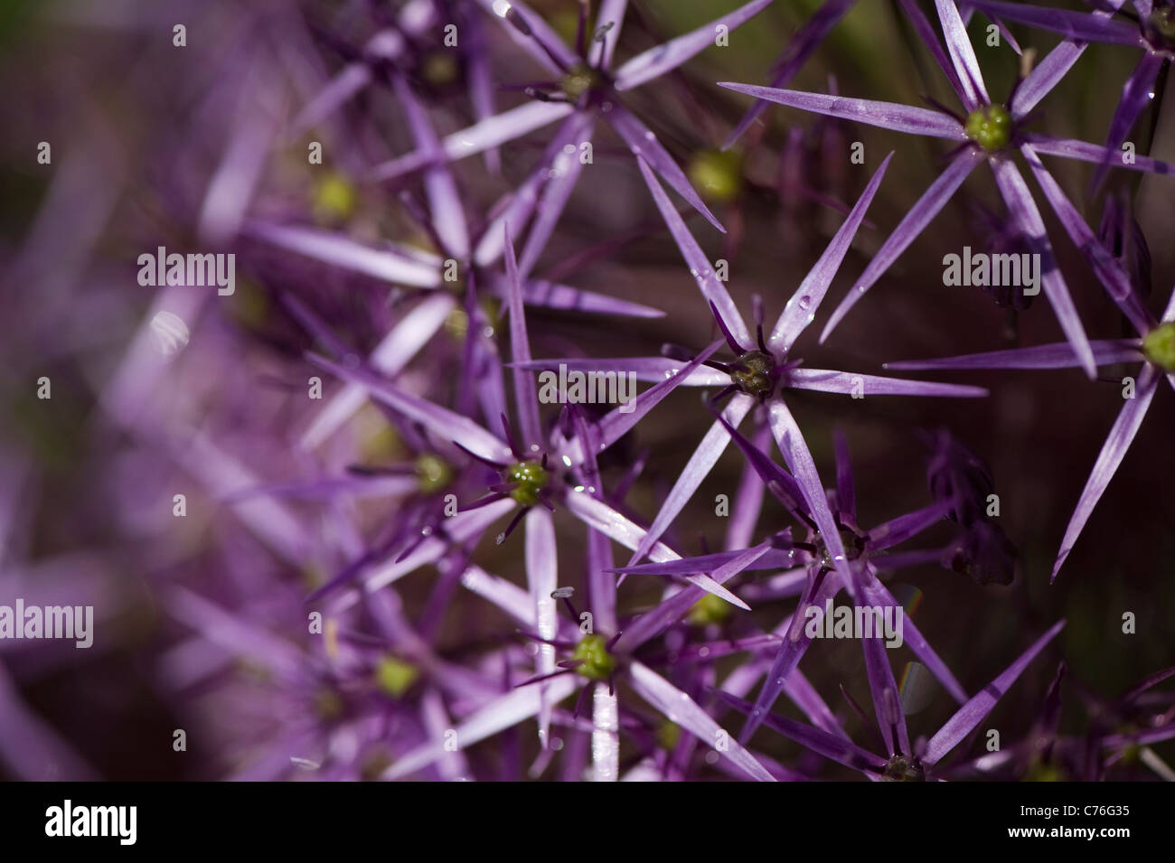 Allium lila regen -Fotos und -Bildmaterial in hoher Auflösung – Alamy