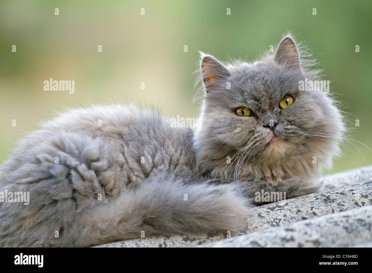 Persische katze -Fotos und -Bildmaterial in hoher Auflösung – Alamy